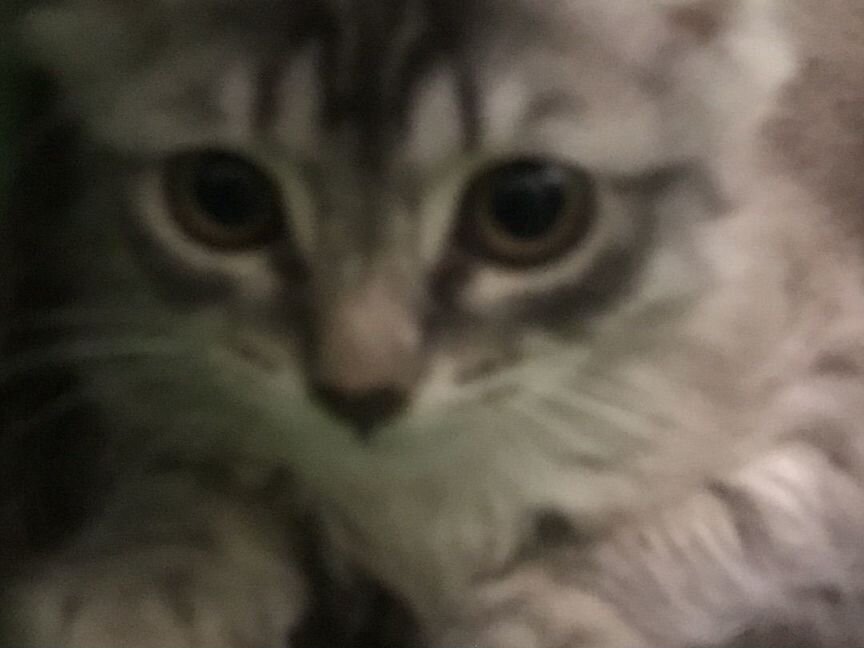 Котенок в добрые руки