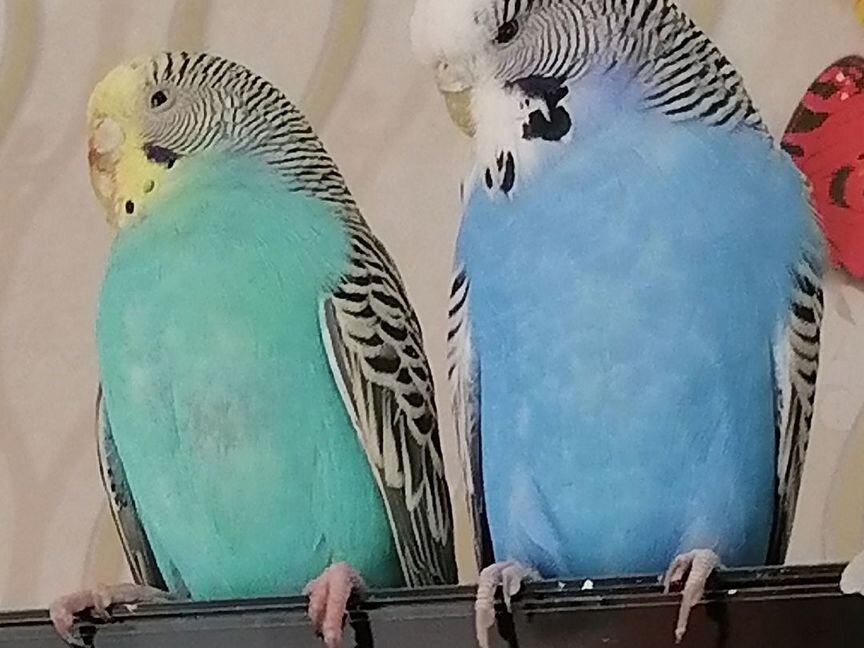 Волнистый попугай самка