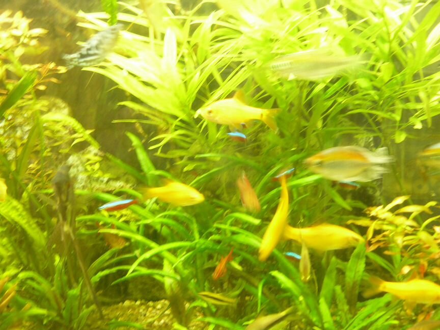 Аквариумные рыбки