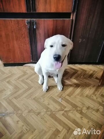 Щенок Лабрадора