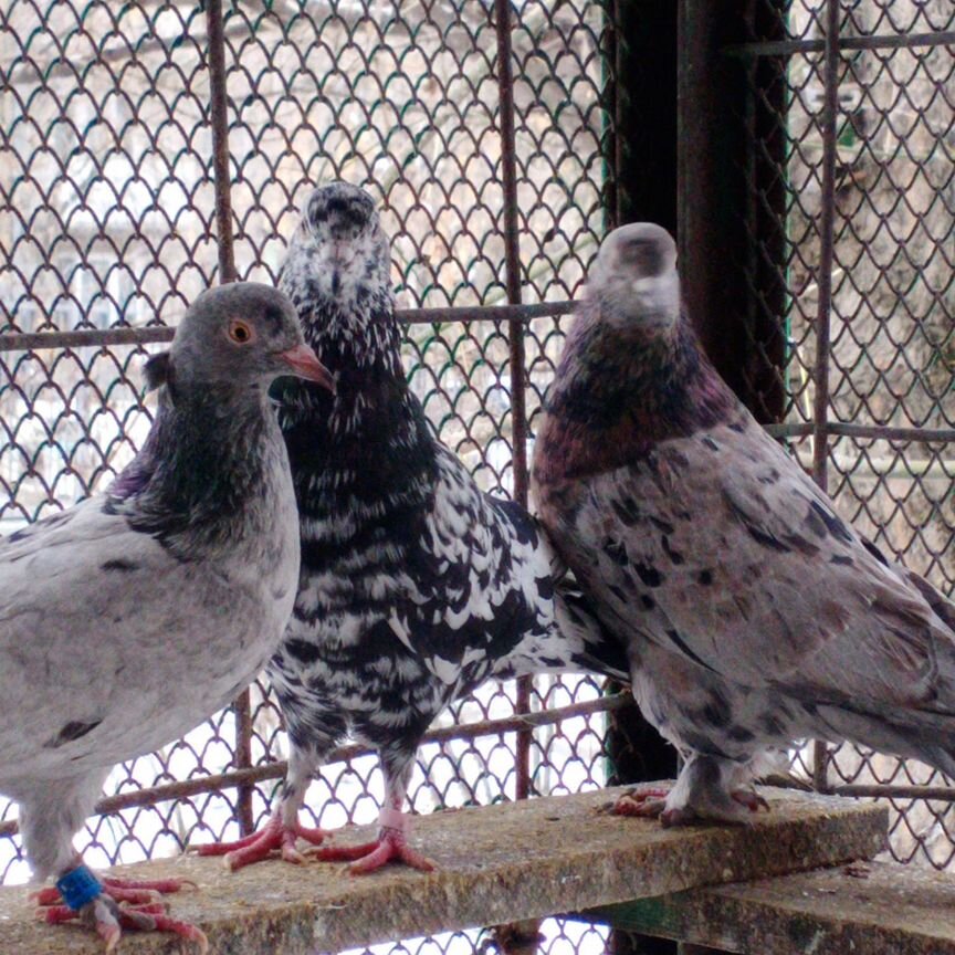 Голуби из деревни