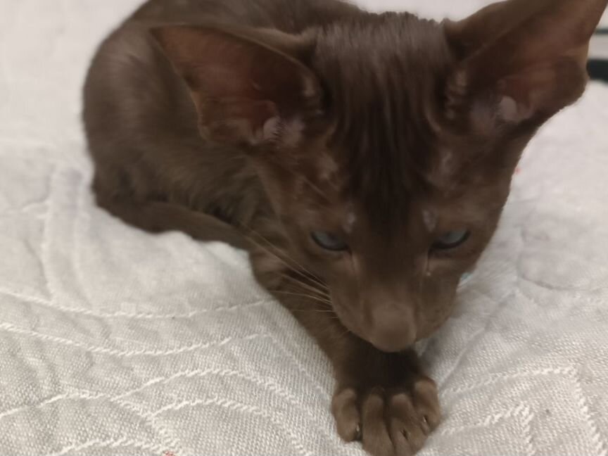 Ориентальный пирожок