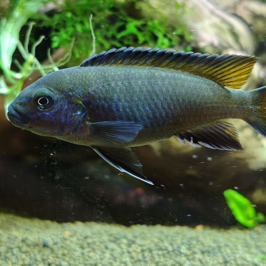 Обмен на креветок