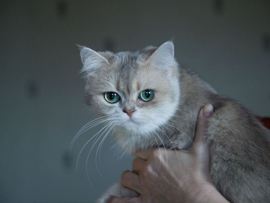 Габби-кошка-собака