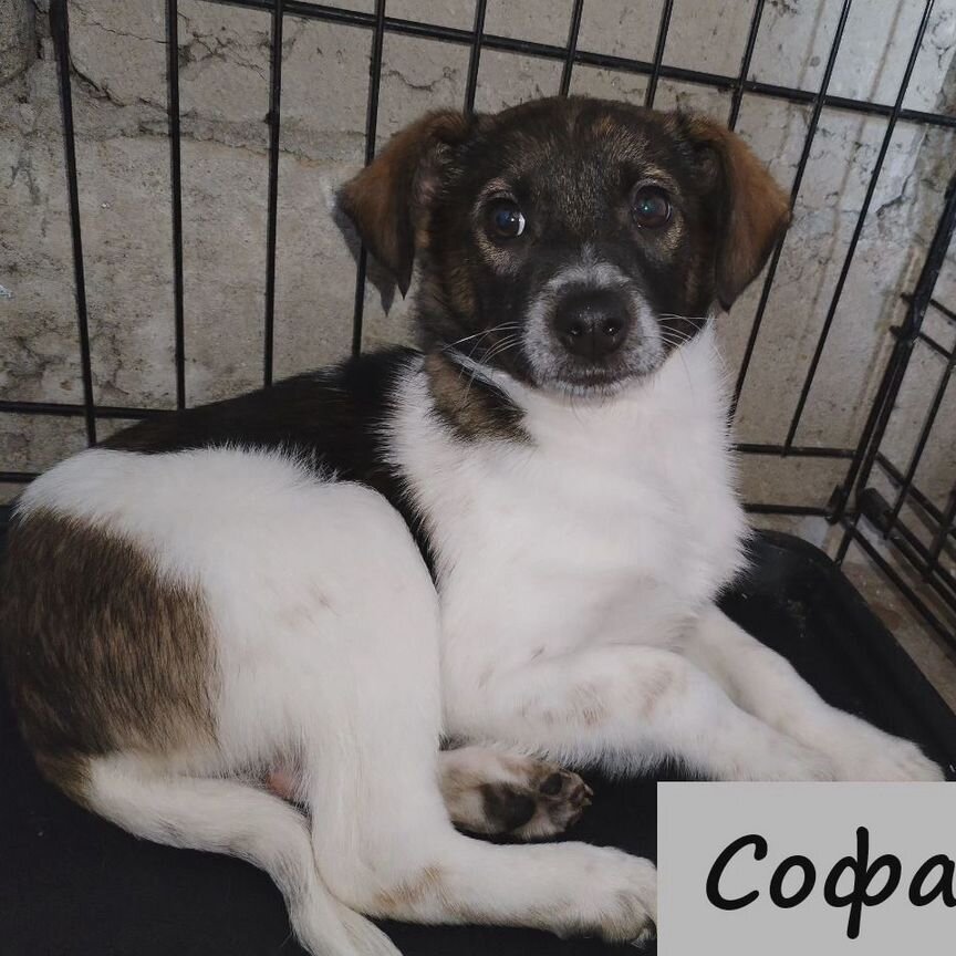 Кутенок в добрые руки