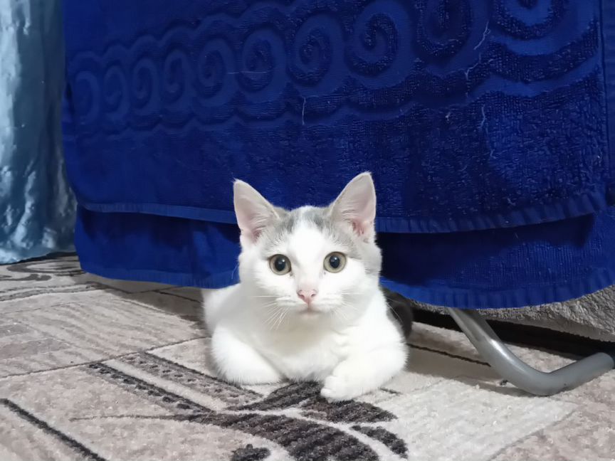 Чистокровная дворянка