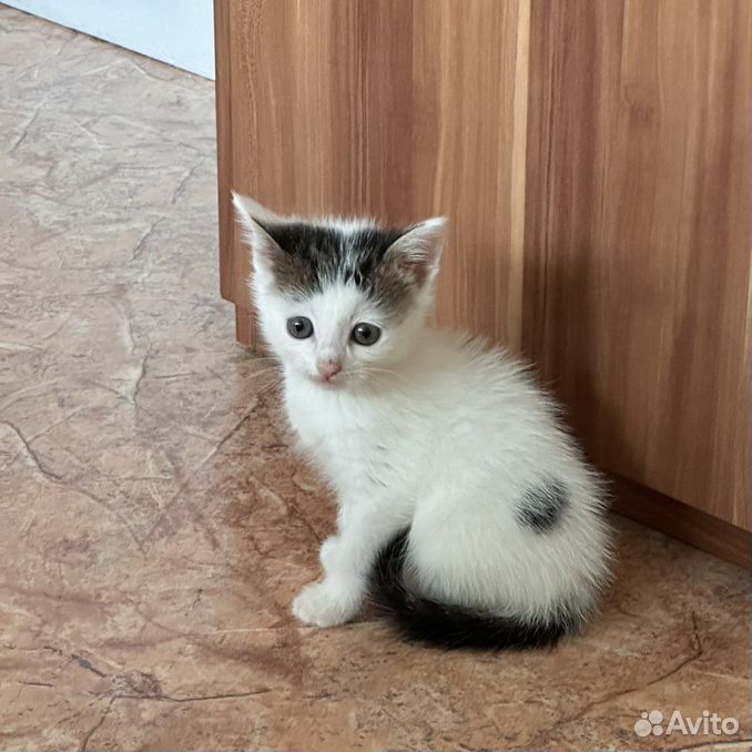Котёнок Пушок, 1.5 месяца