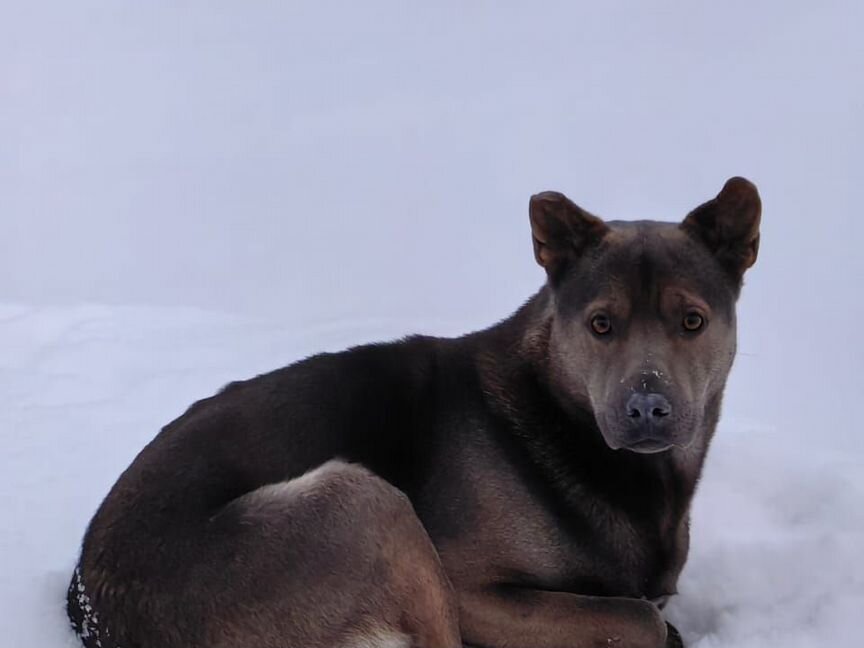 Собака в добрые руки