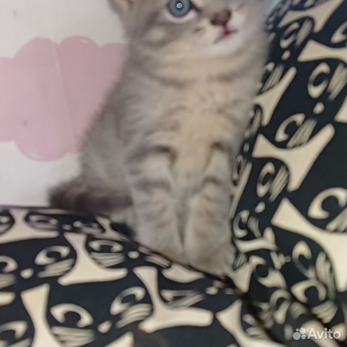Котик от вислоухой мамочки