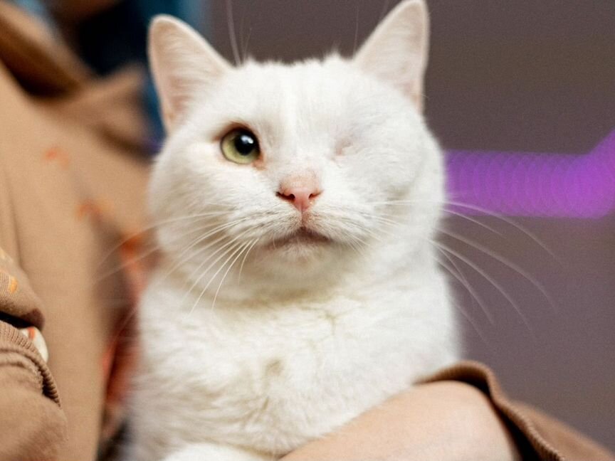 Кошка после долгого пути готова быть домашней