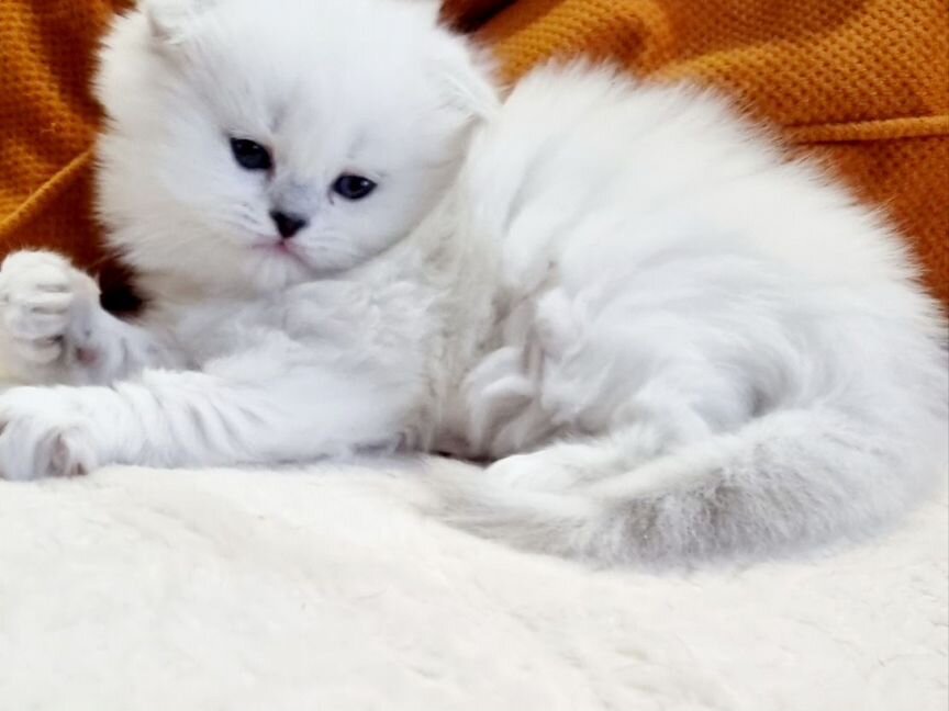 Хайленд фолд