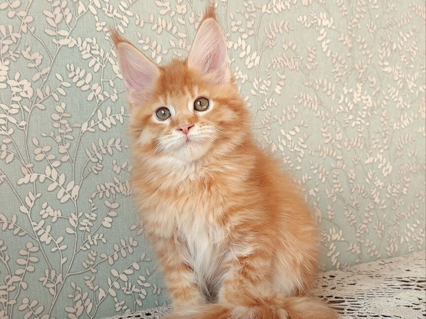 Кот Савелий из Ижевска