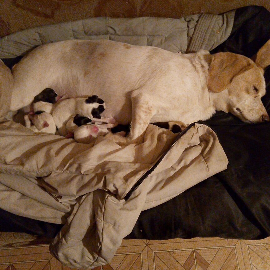 Щенки