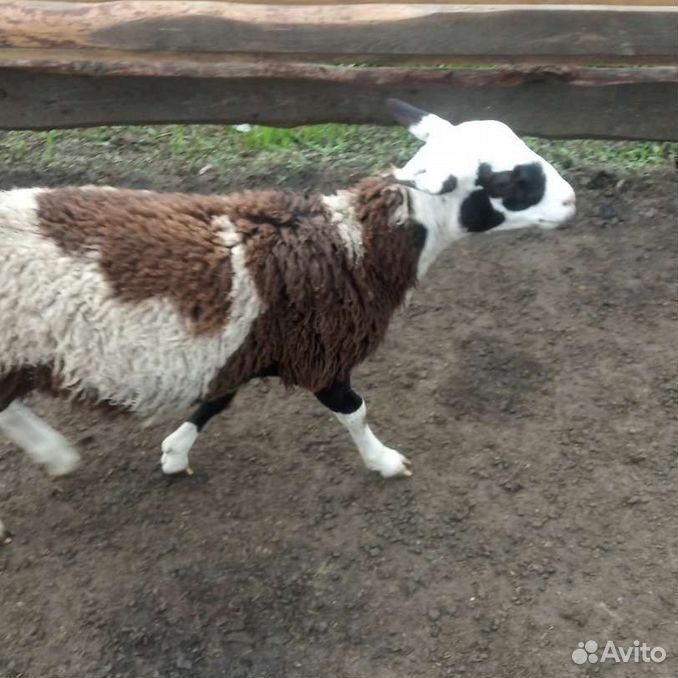 Продам Баранчиков на племя