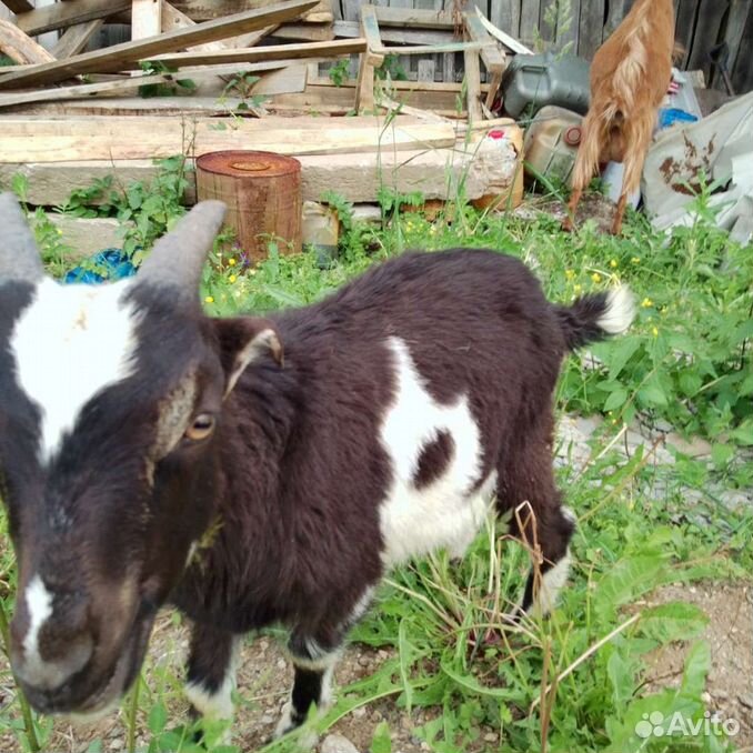 Козлик порода Ламанча