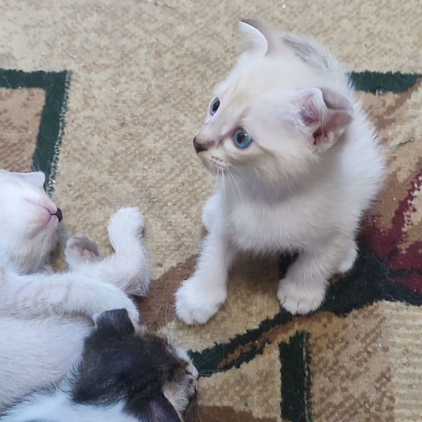 Отдают котят бесплатно