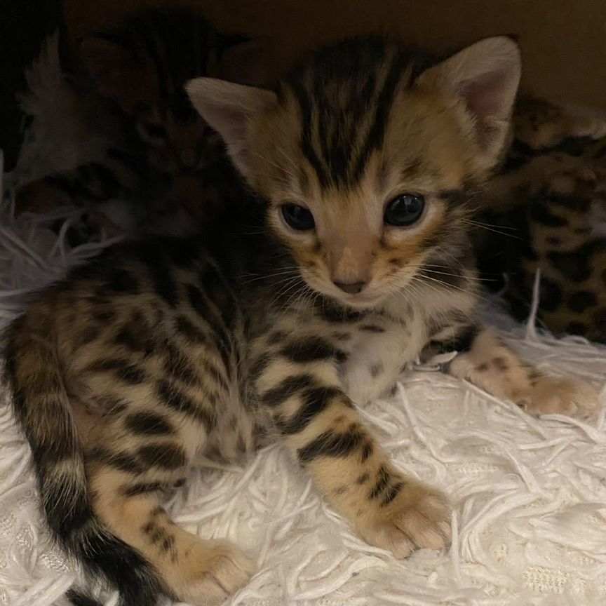 Бенгальские котята