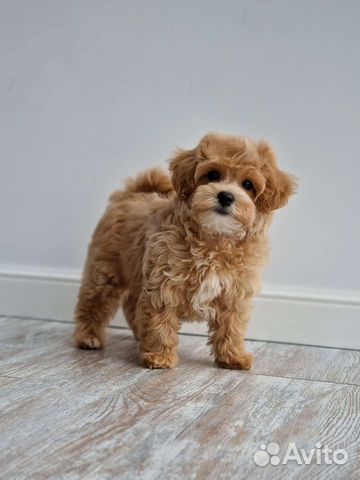 Малыш Мальтипу ф1