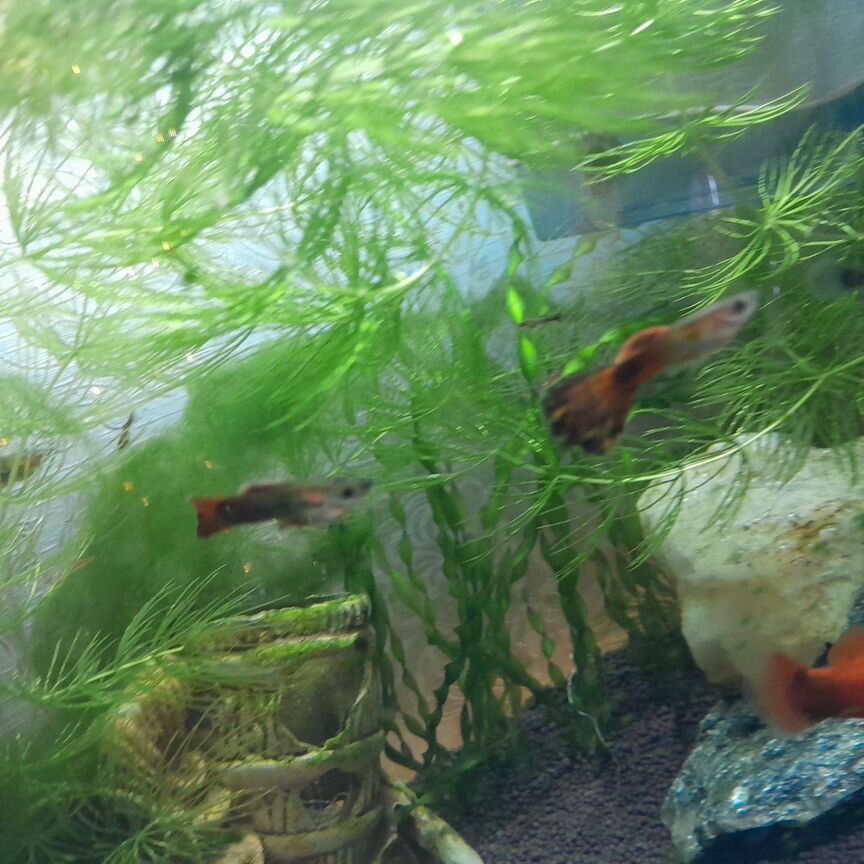 Мальки гуппи