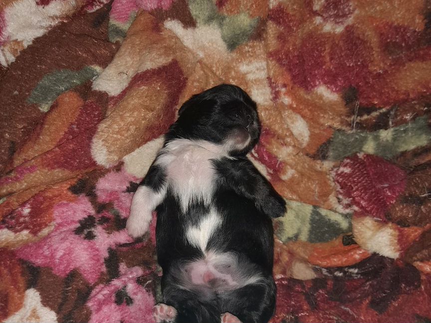 Щенки пекинеса