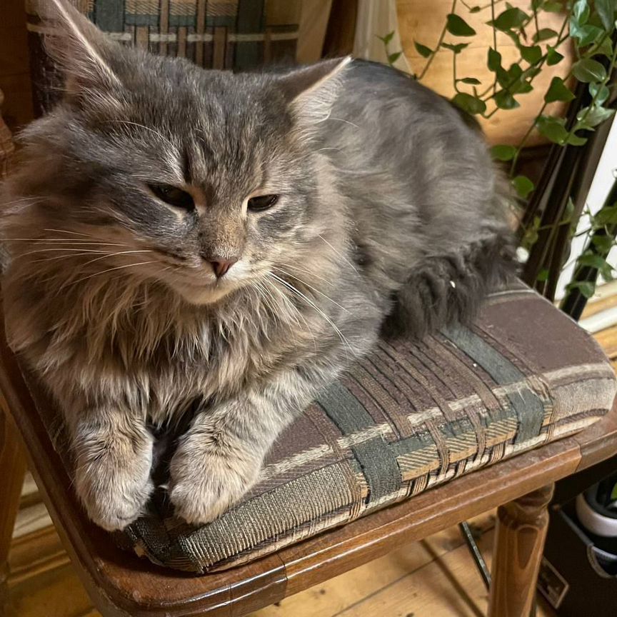 Котик в добрые руки