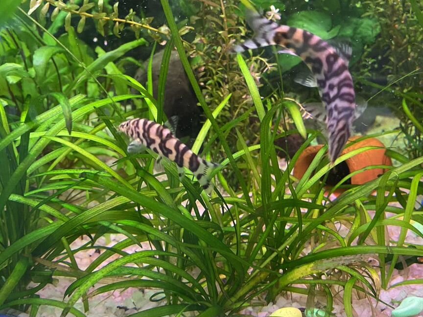 Боция мраморная