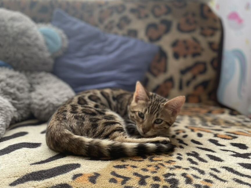 Бенгальские котята