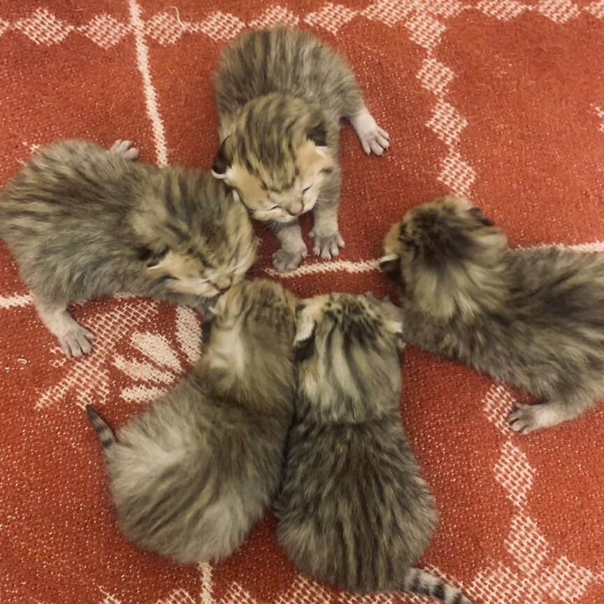 Шотландские котята