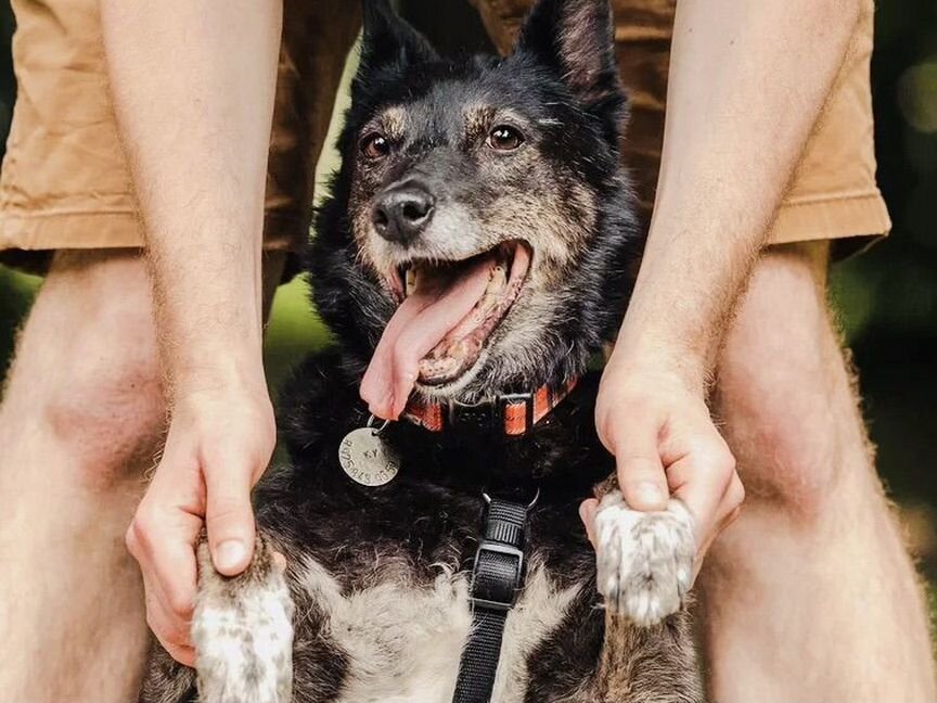 Милая Жуча в поисках дома