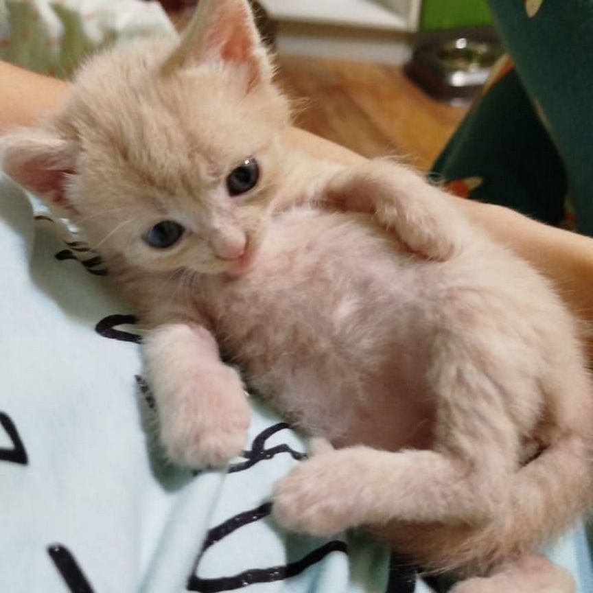 Котята очень ищут дом