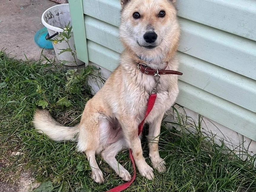 Собака в добрые руки отдам бесплатно