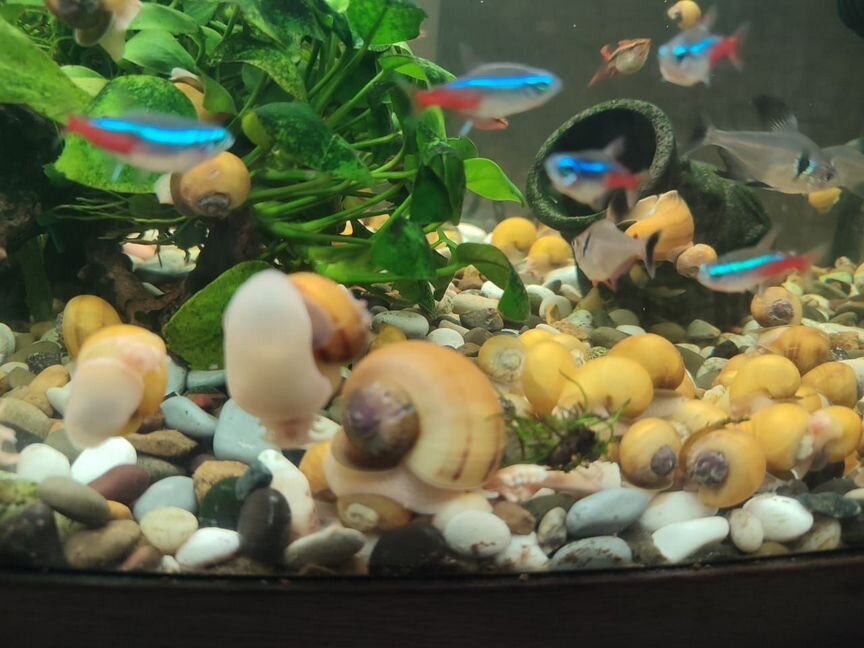 Улитки ампулярии