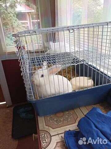 Декоративный кролик