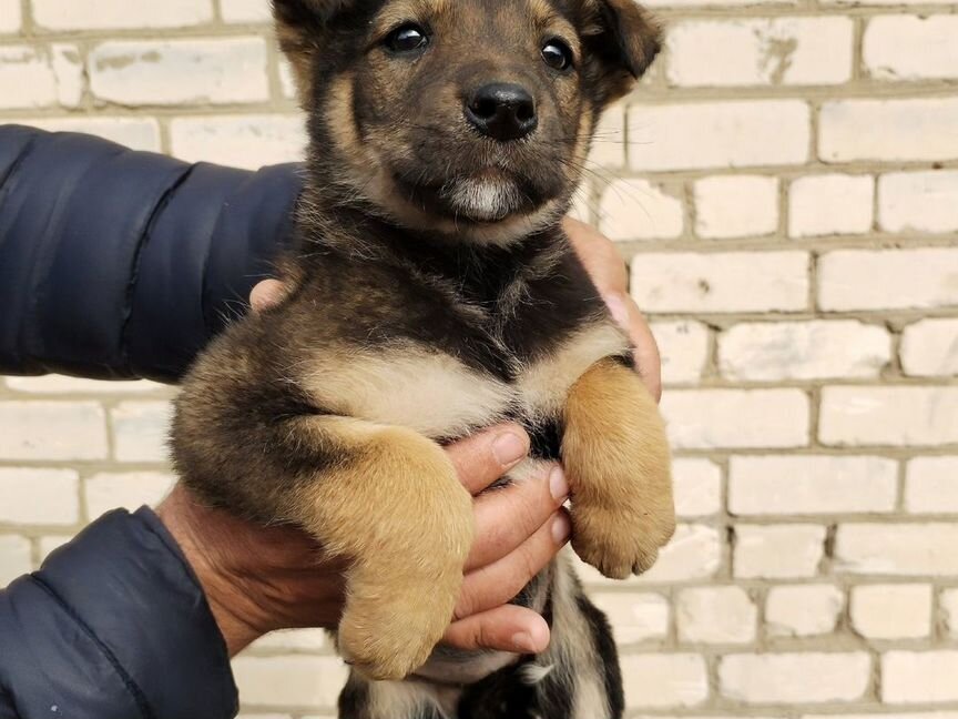 Кутенок в добрые руки