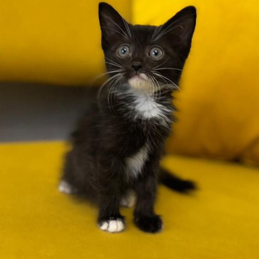 Котёнок от частного владельца