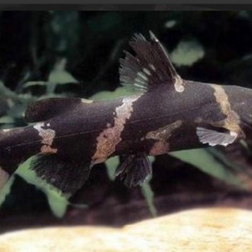 Сом Сиамская косатка или косатка мраморная