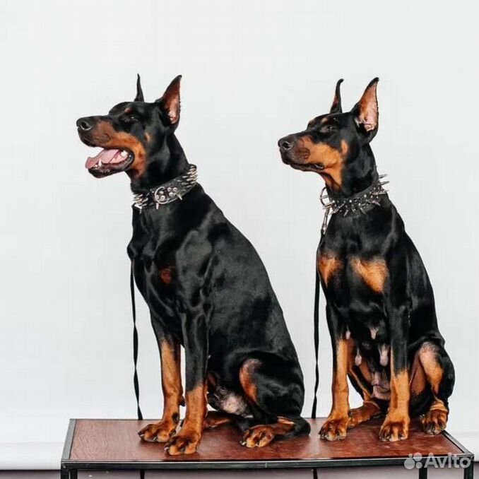 Чистокровные Щенки добермана