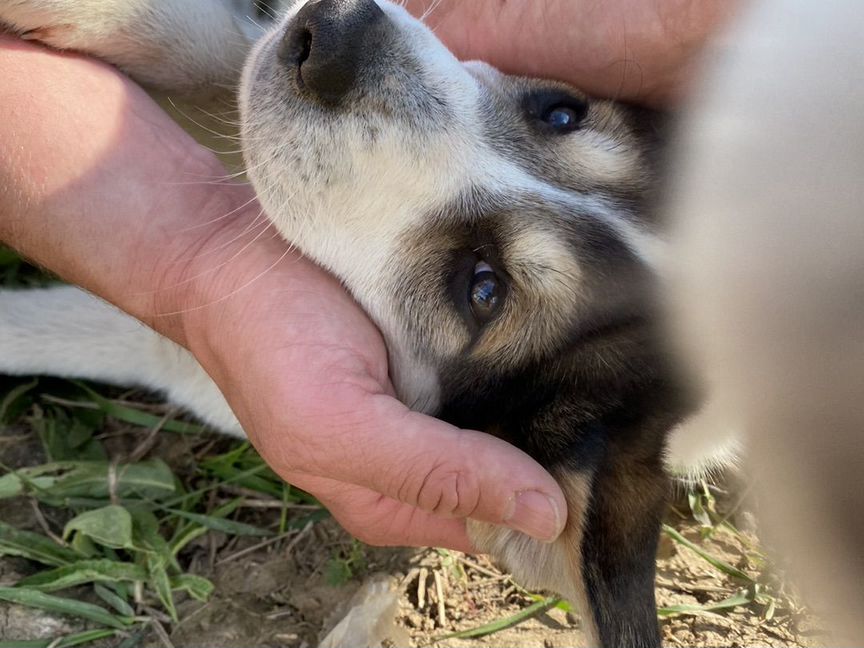 Щенок в добрые руки 3 месяца