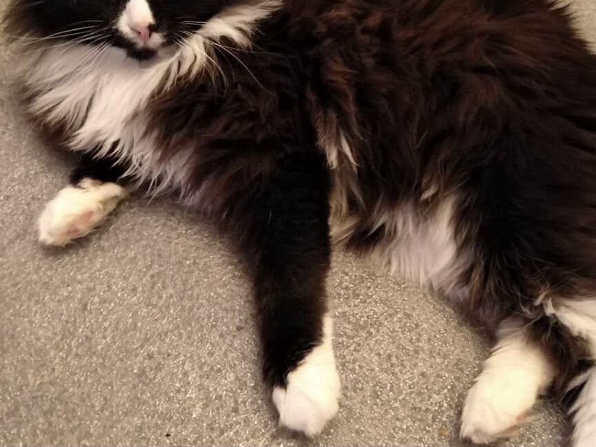 Отдам котейку в добрые, руки, кастрат