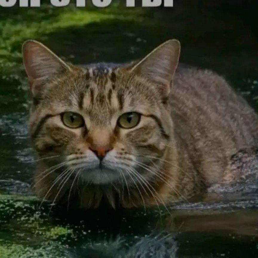 Взрослая кошка от частного владельца