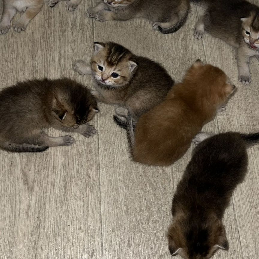 Шотландские котята золотые шиншиллы