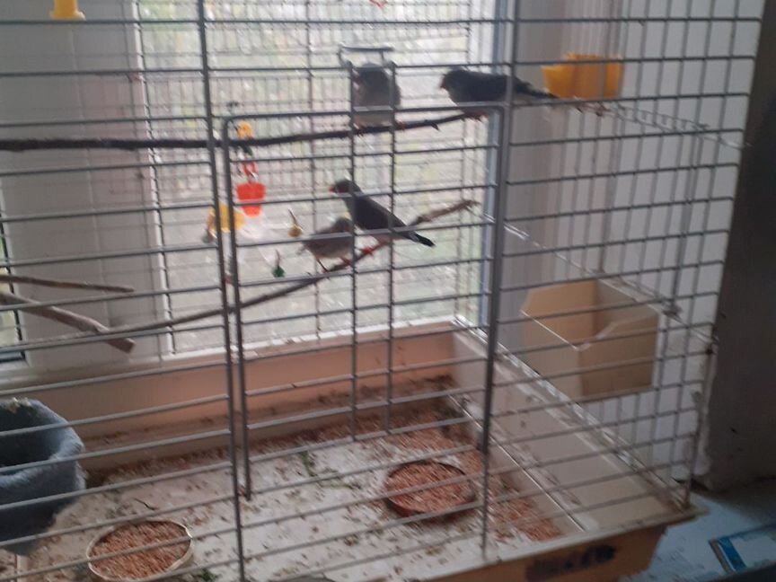 Зебровые амадины