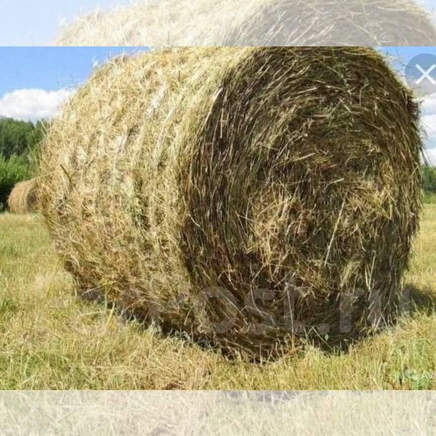 Продается сено