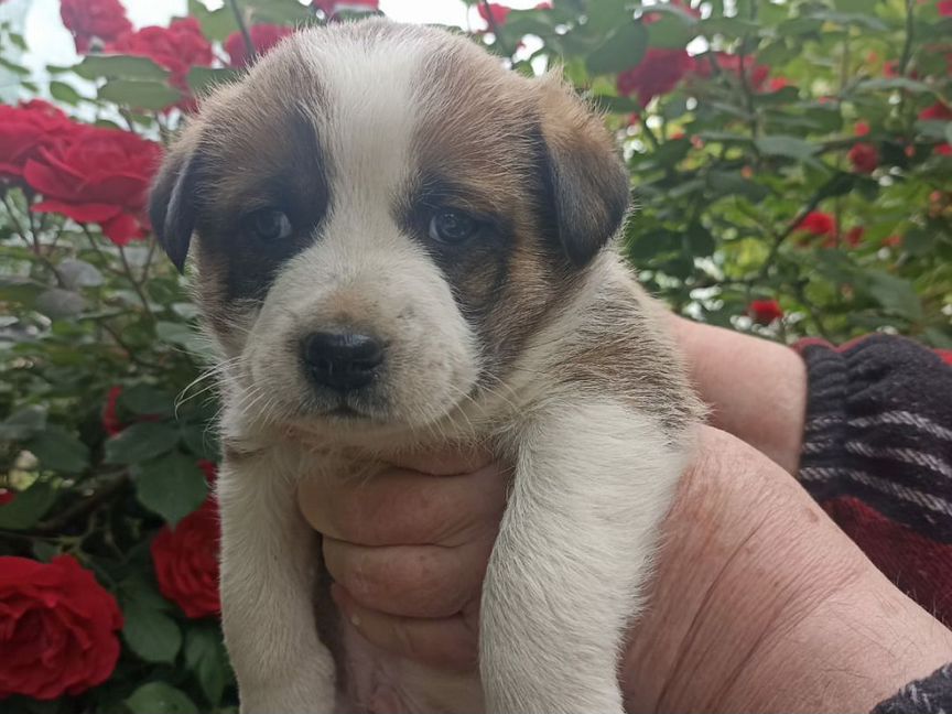 Щенки дворняжки