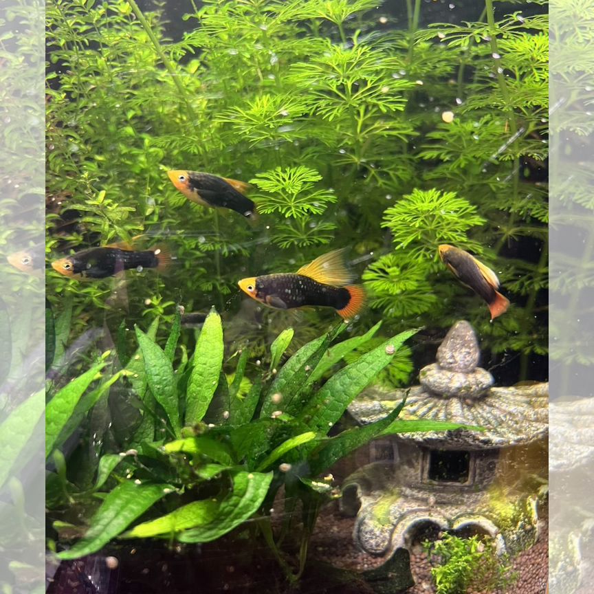 Гавайская пецилия флаговая