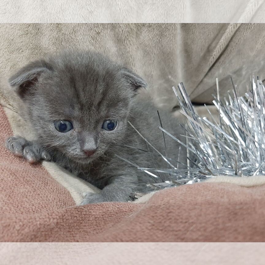 Котёнок