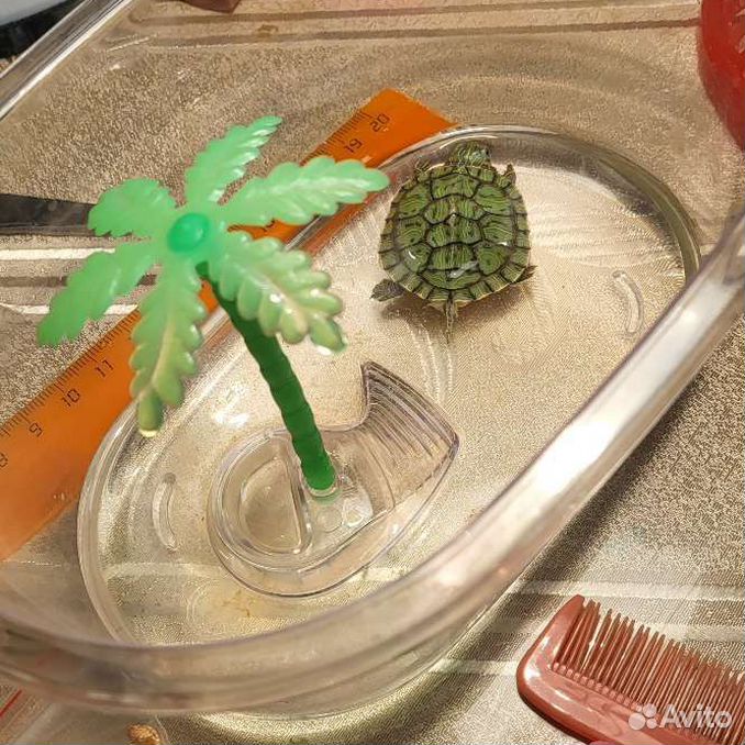 Черепашка маленькая