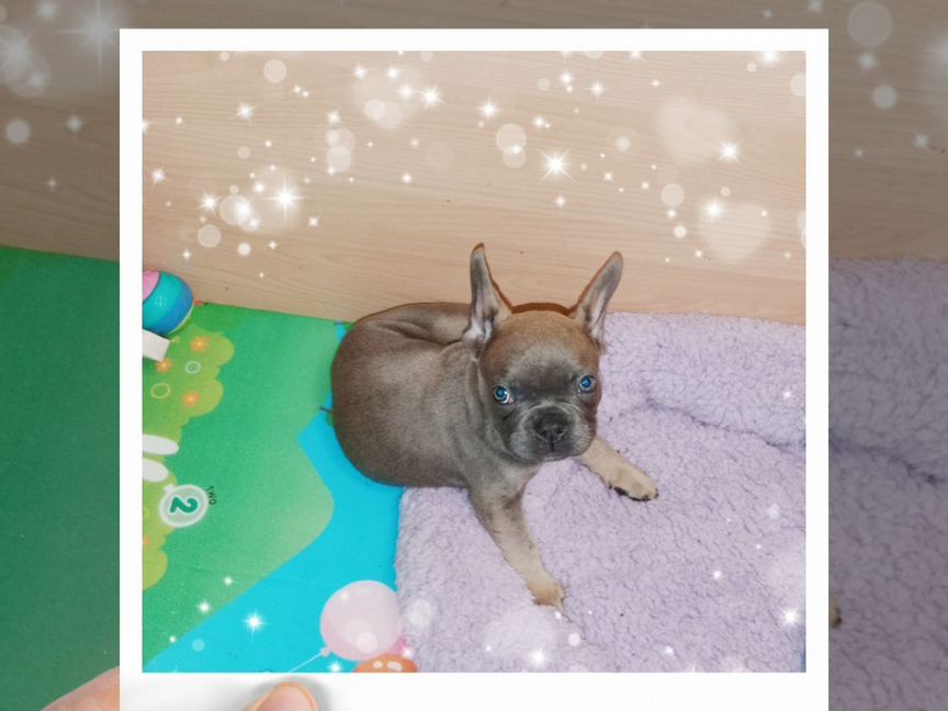 Малыш Бруно