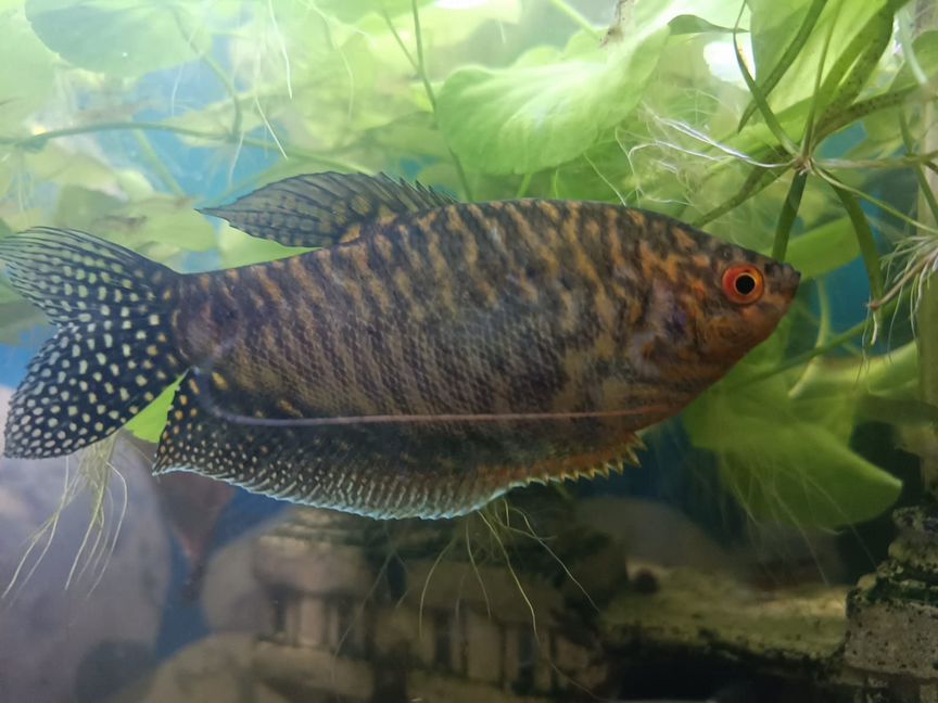 Гурами золотой