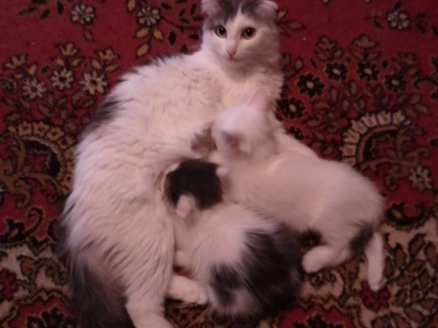 Котодетки в добрые руки